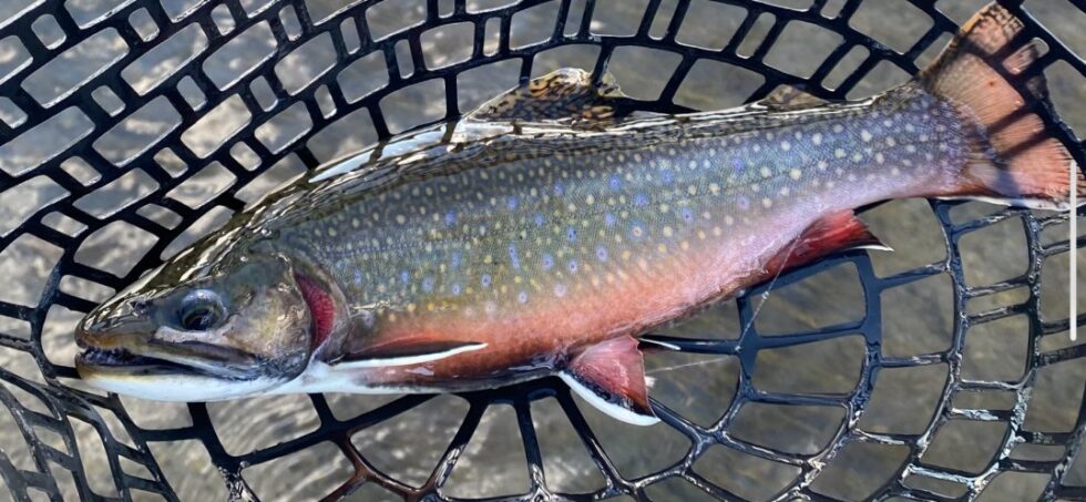 The Bighorn River and Jack Dennis - Gulf Coast Fly Fishing School